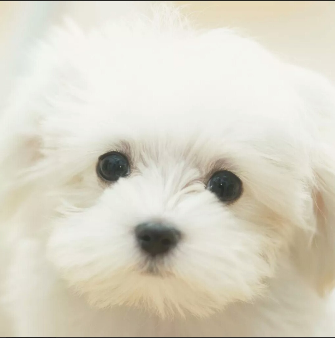 Http、RESTful、RPC、MQ、Socket 概念与区别 - - 博客园